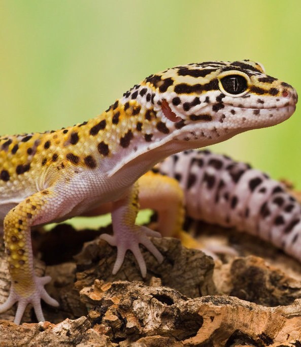Lizard ID Flashcards | Memorang