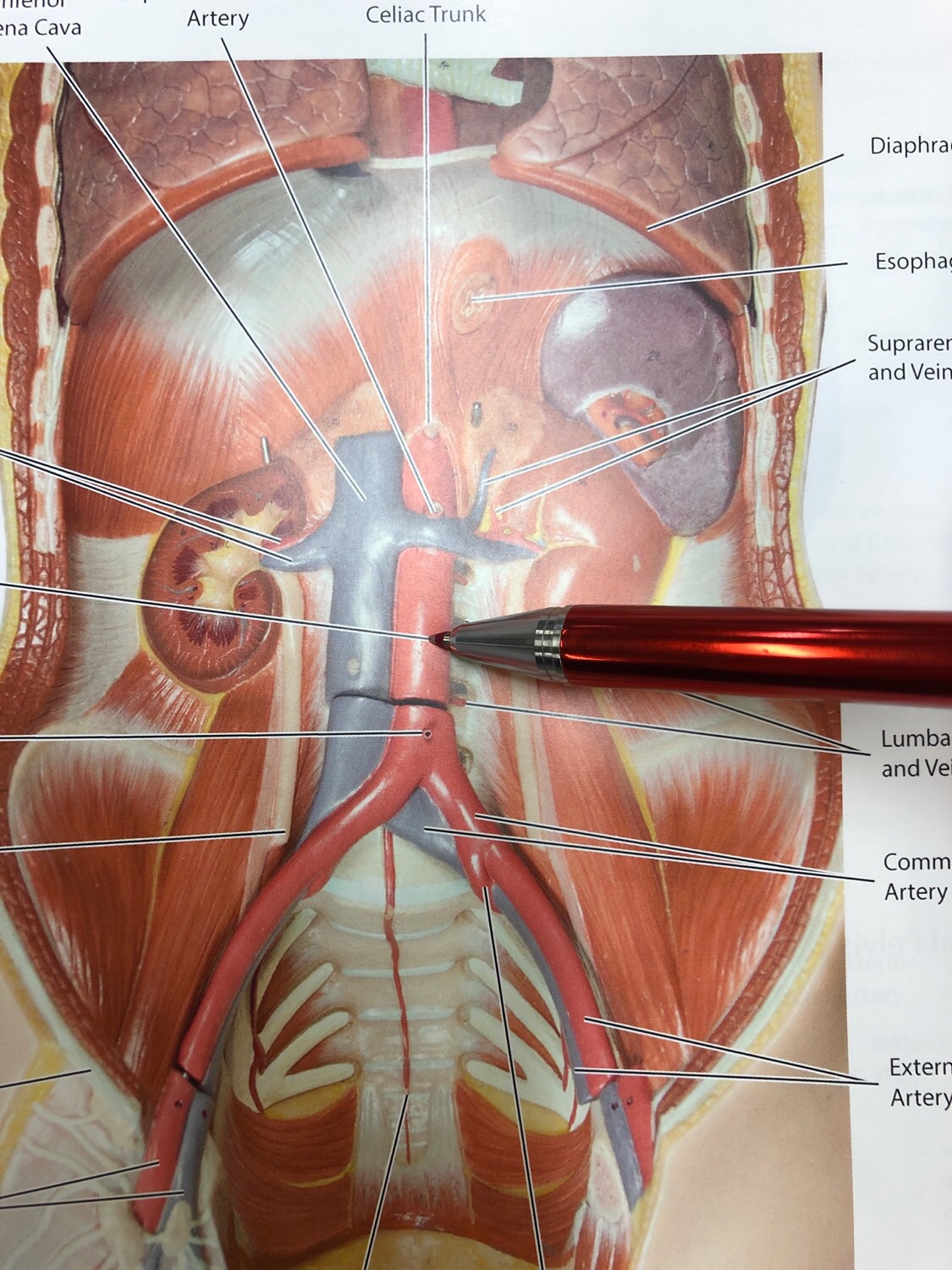 Practical 2 Flashcards | Memorang