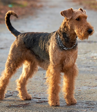 Terrier Group dogs Flashcards | Memorang