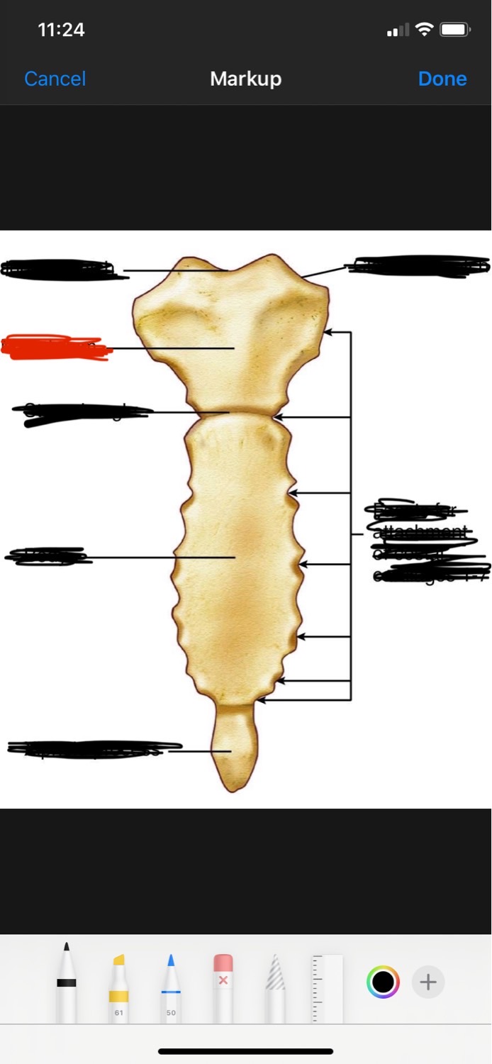 Bones Flashcards | Memorang