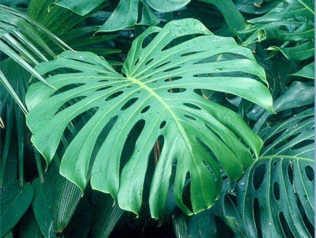 Vines Flashcards | Memorang