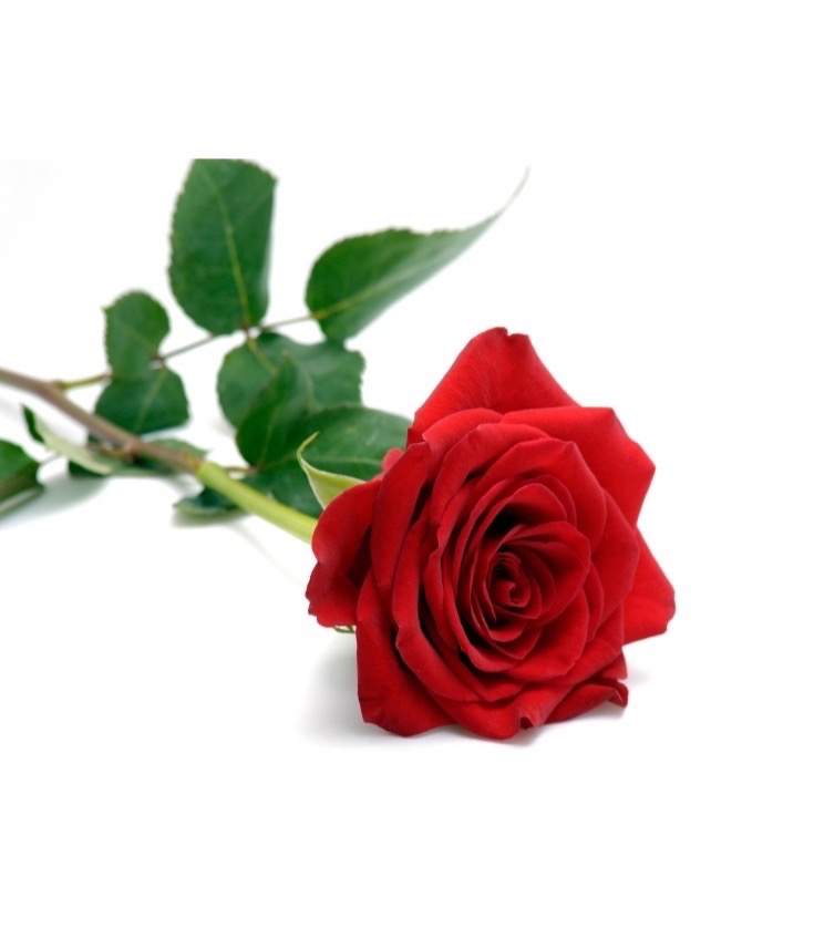 Flowers Flashcards | Memorang