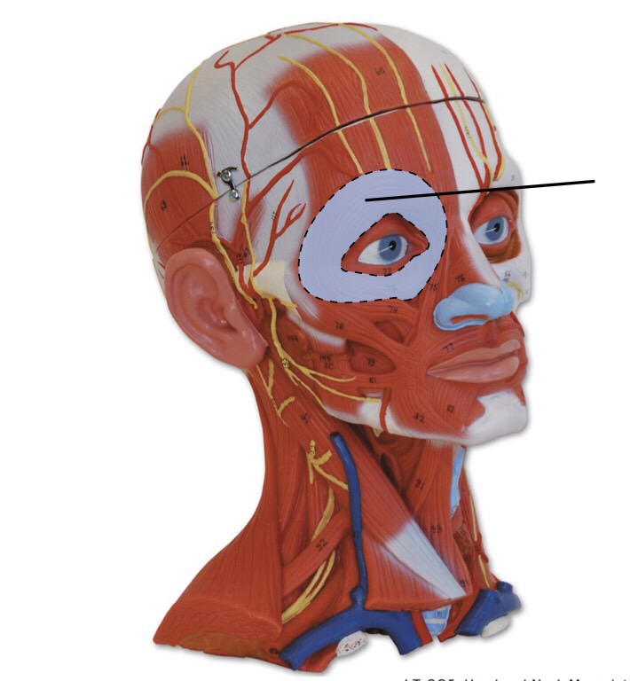 Muscles - Upper Body Flashcards | Memorang