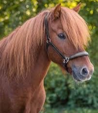 Animal norwegian Flashcards | Memorang