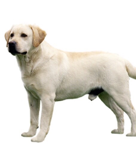 Dogs Flashcards | Memorang