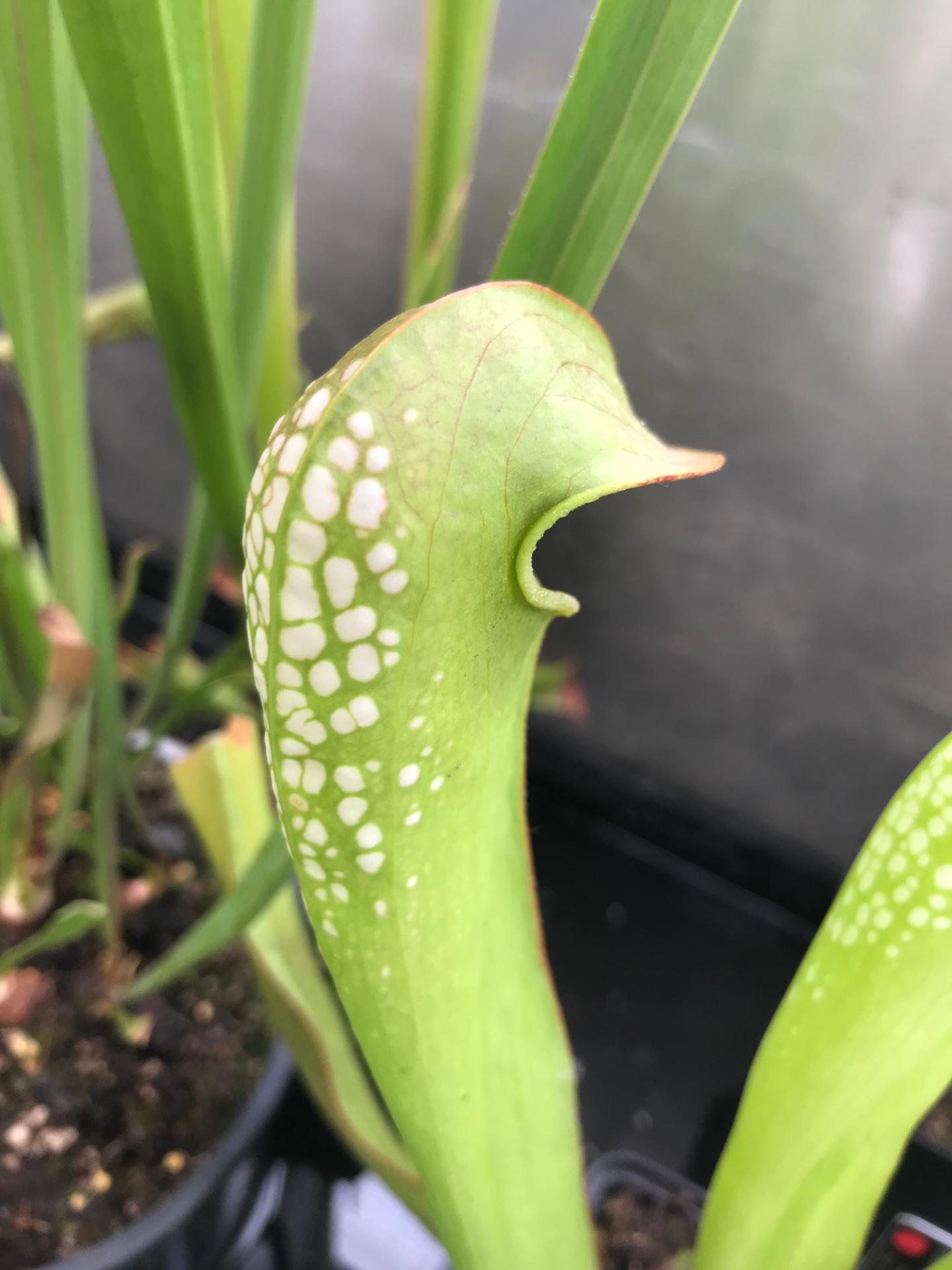 carni Flashcards | Memorang