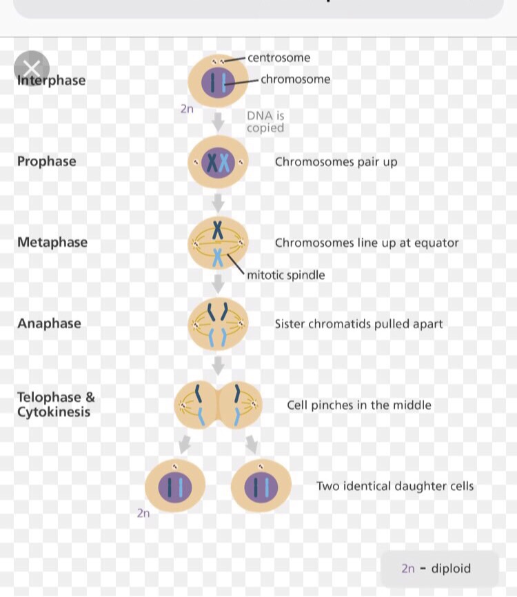 Biology Cell Division Flashcards at Bradley Briseno blog