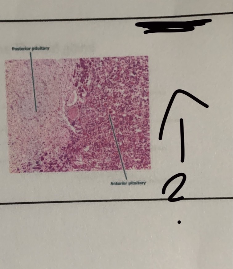 Histology slides lab test one Flashcards | Memorang