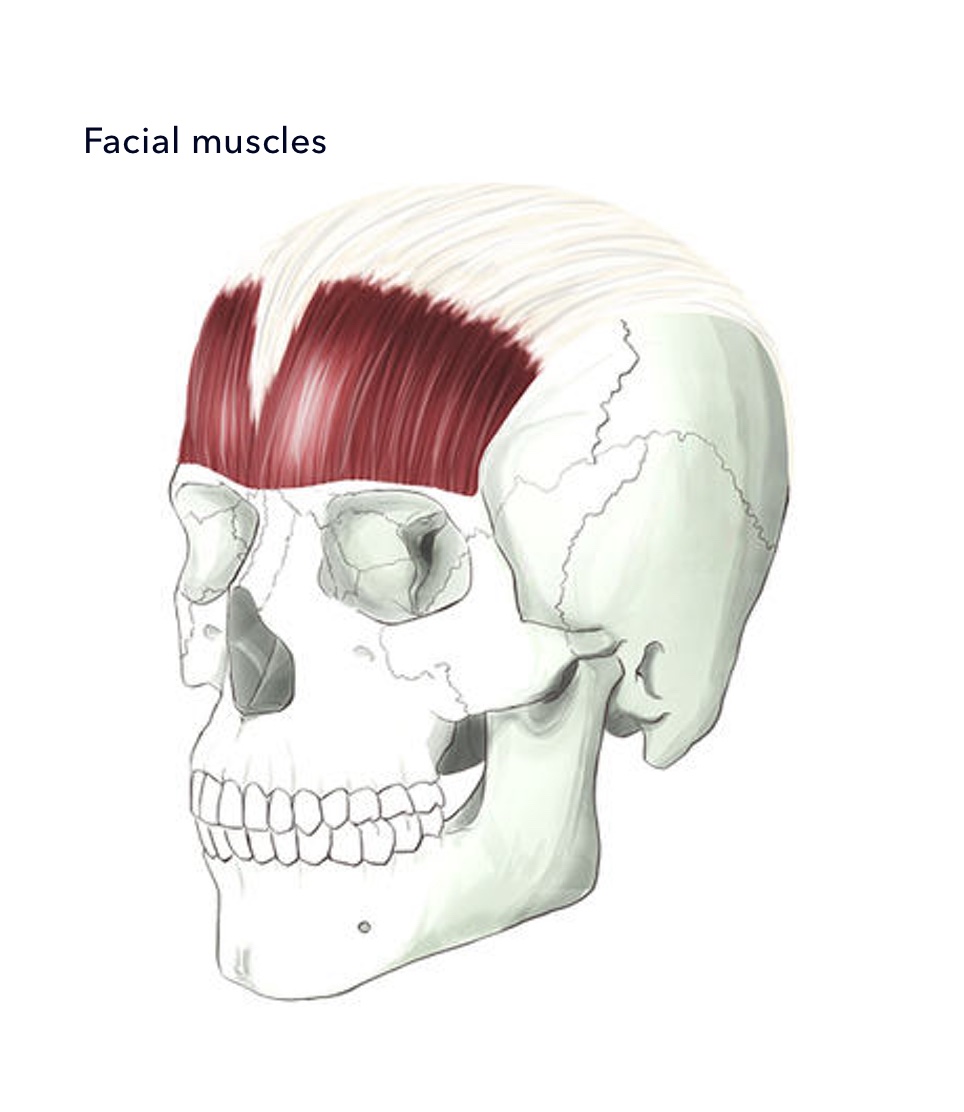 The Facial Muscles Flashcards | Memorang