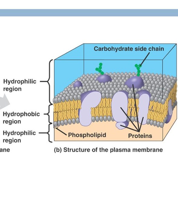 Membrane Structure and Function Flashcards | Memorang