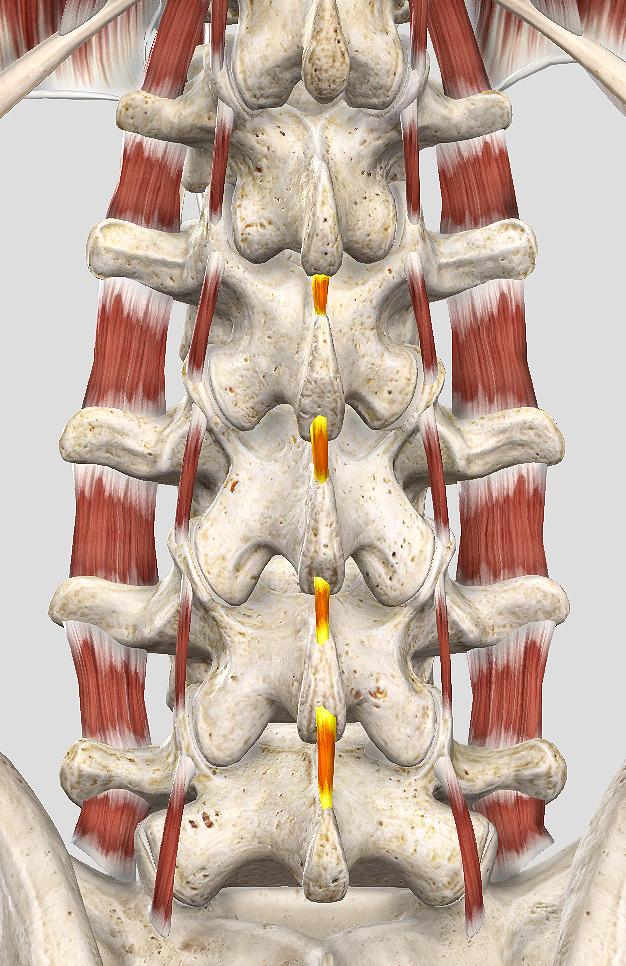 Deep intrinsic back Flashcards | Memorang