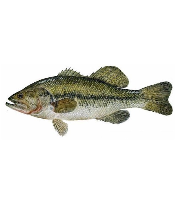 Maine Warmwater Game Fish Flashcards | Memorang