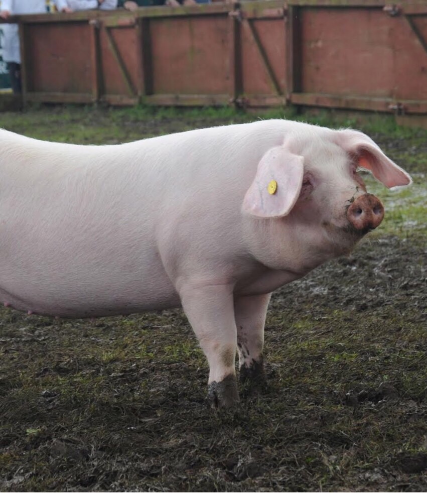 swine breeds Flashcards | Memorang