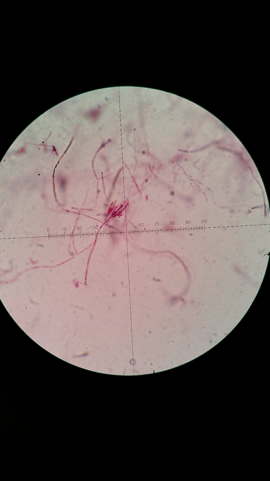 Lab Practical 3 Flashcards | Memorang