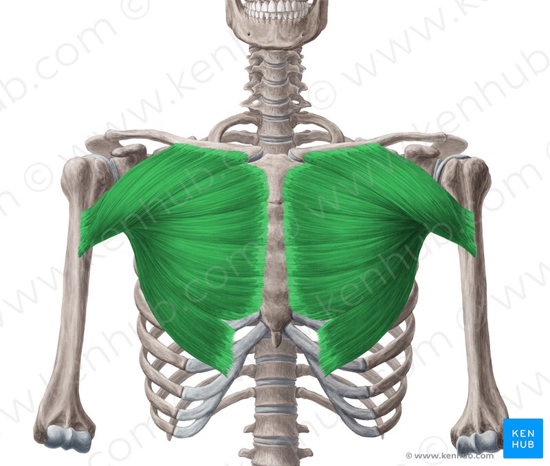 Pectoral Region and Back Muscles Flashcards | Memorang