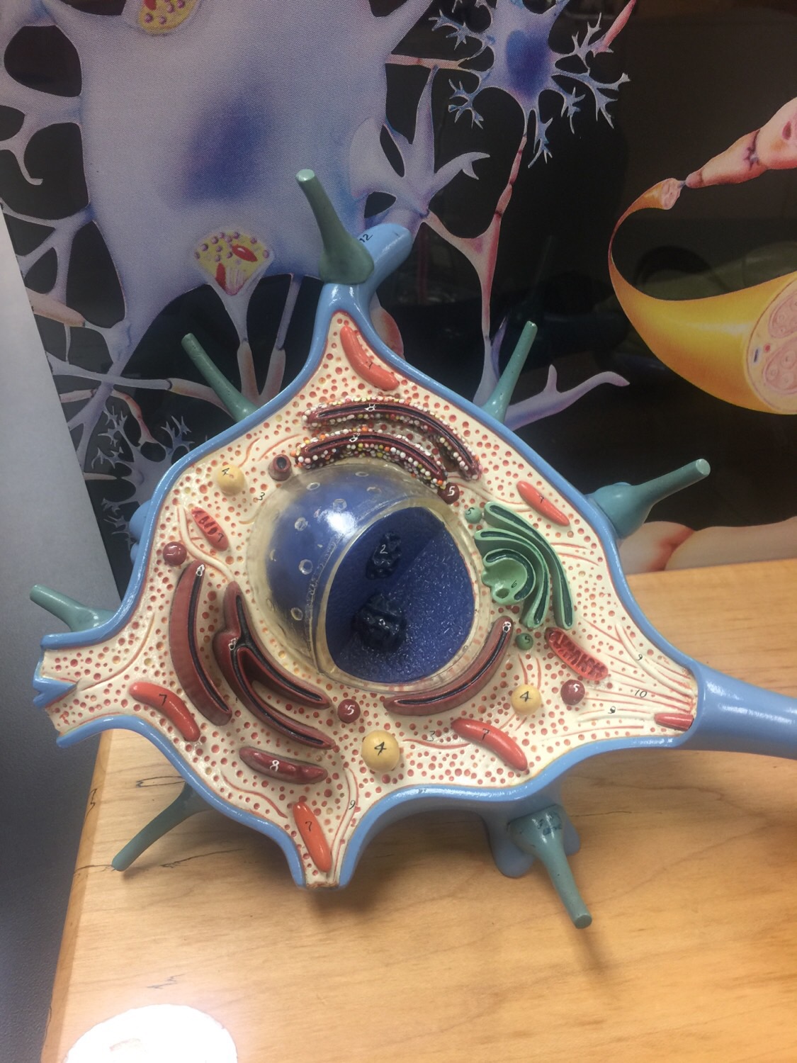 Neuron Anatomy Flashcards | Memorang