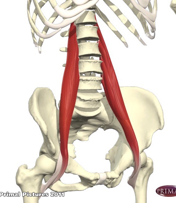 Anatomy Terms Flashcards Memorang