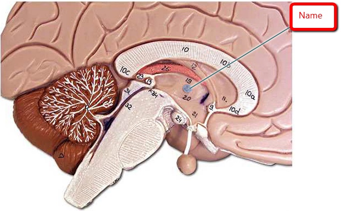 Lab Practical Flashcards | Memorang