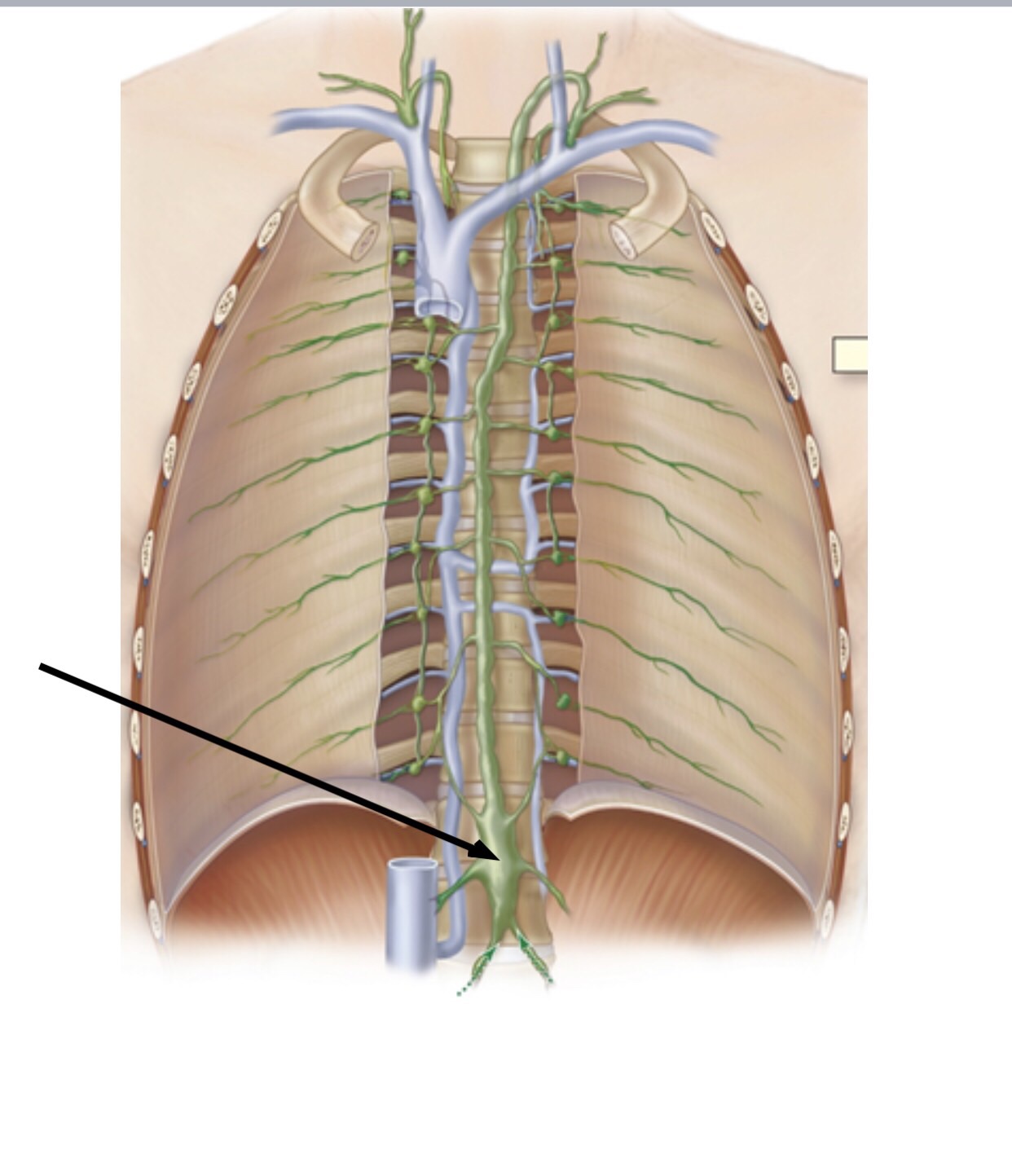 Lymphatic System Flashcards | Memorang