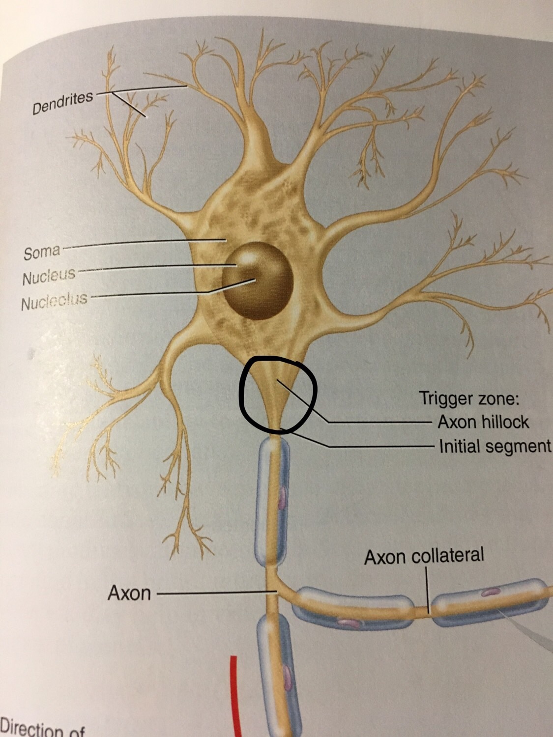 The neuron Flashcards | Memorang