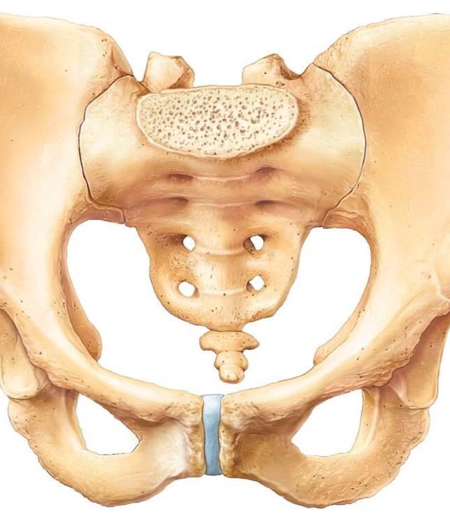 Appendicular Skeleton Flashcards | Memorang