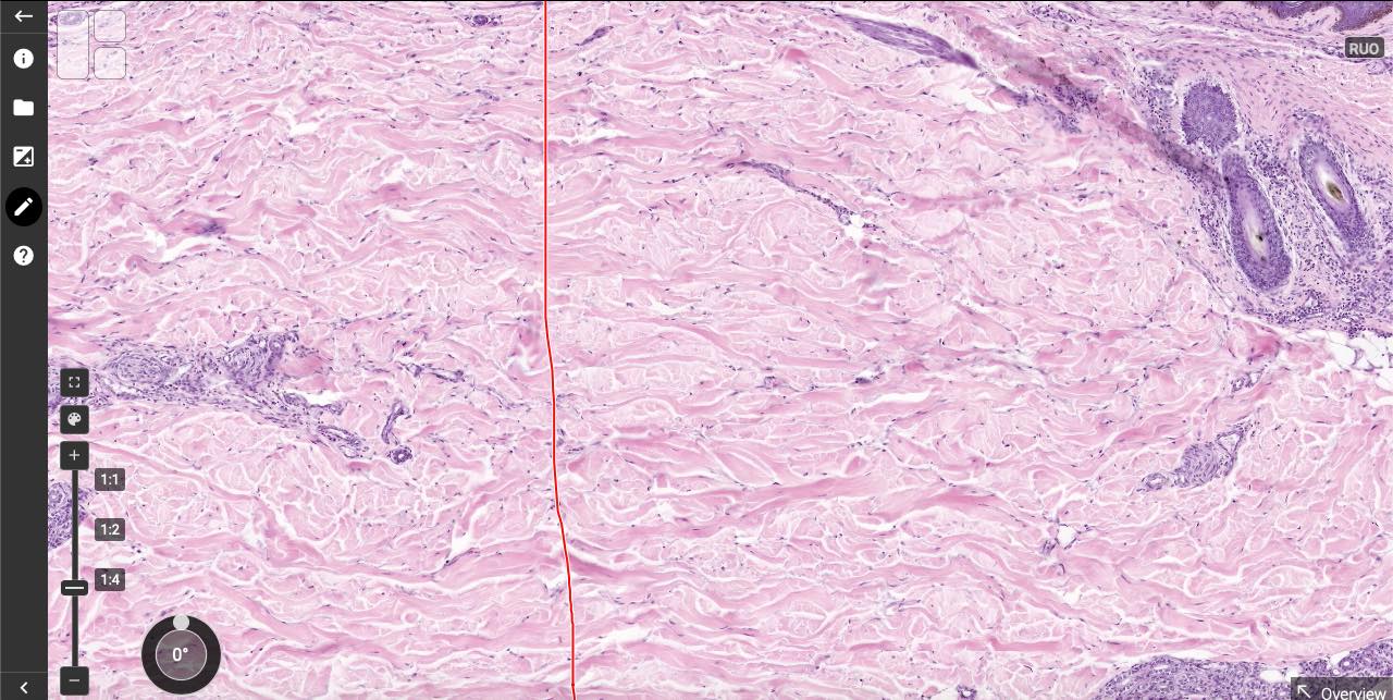 Histology Flashcards Memorang