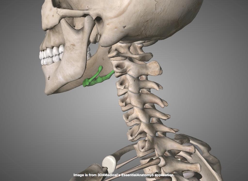 Kraniet Flashcards | Memorang