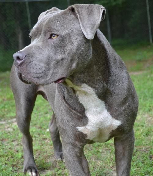 101 Dog Breeds Flashcards | Memorang