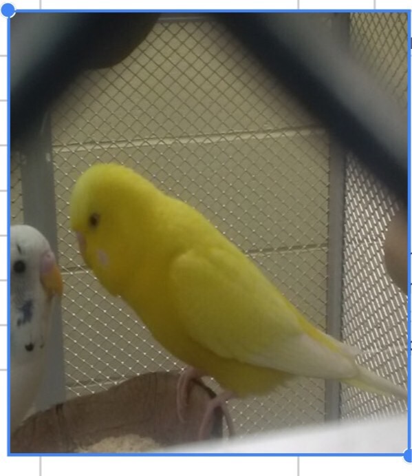 Budgie identification Flashcards | Memorang