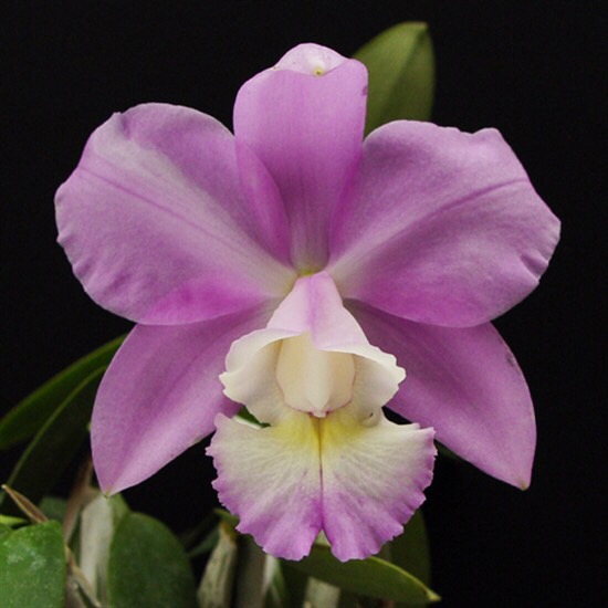 Orchid Flowers Flashcards | Memorang