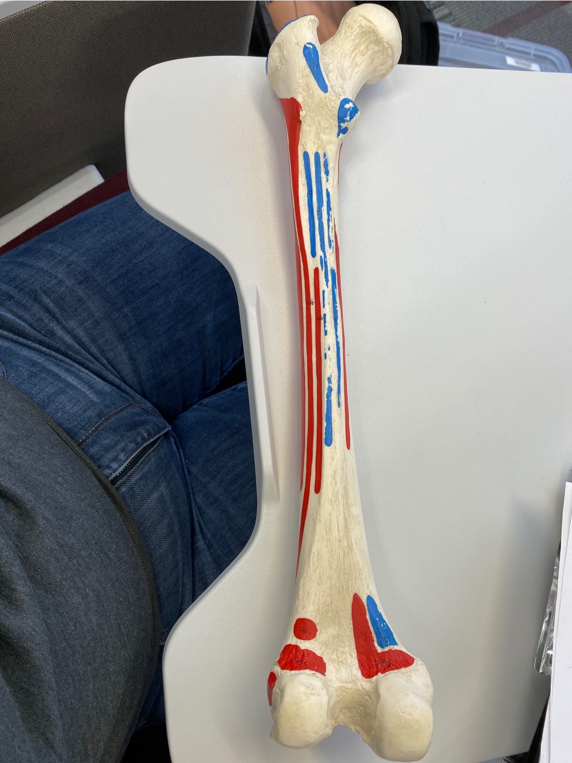 Femur & tibia & fibula & pelvis Flashcards | Memorang