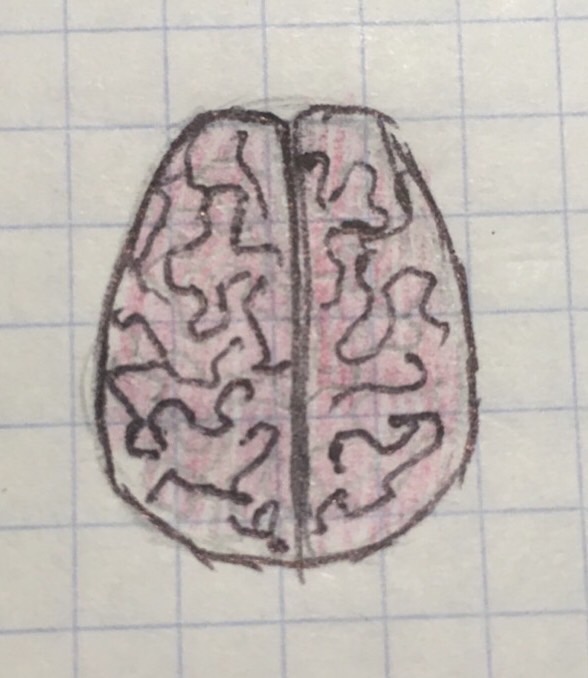 Körper Flashcards | Memorang