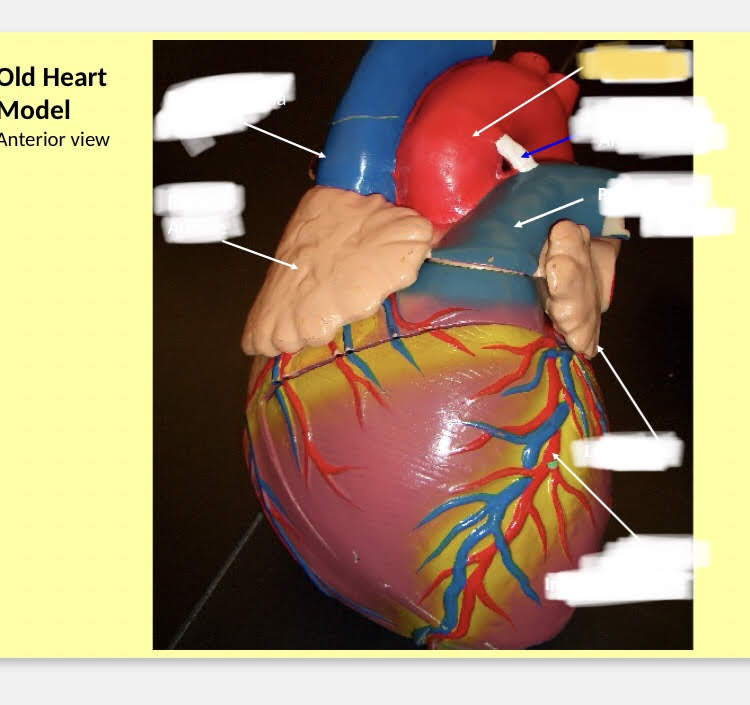 The HEART/ mediastinum Flashcards | Memorang