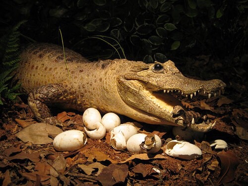 Animales Oviparos Flashcards | Memorang