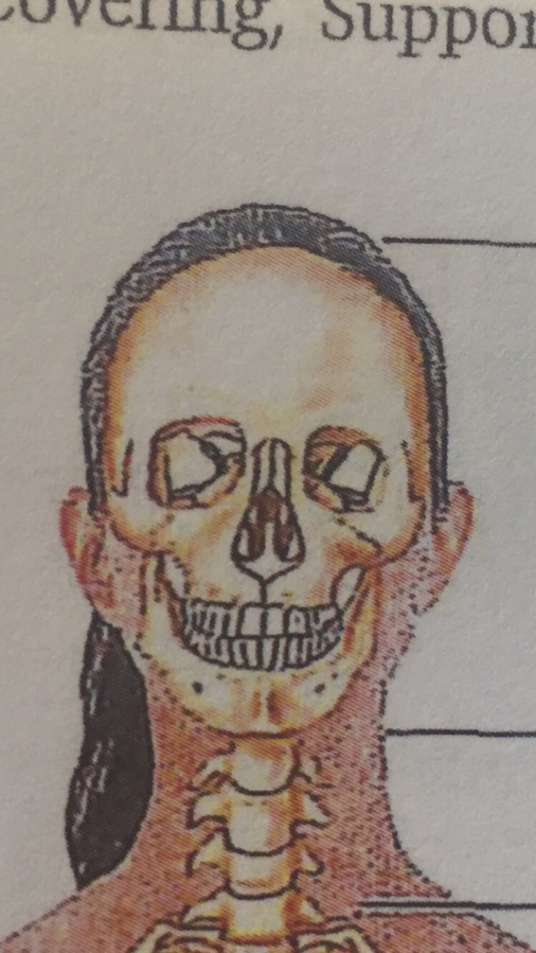 Bones of the axial skeleton Flashcards | Memorang