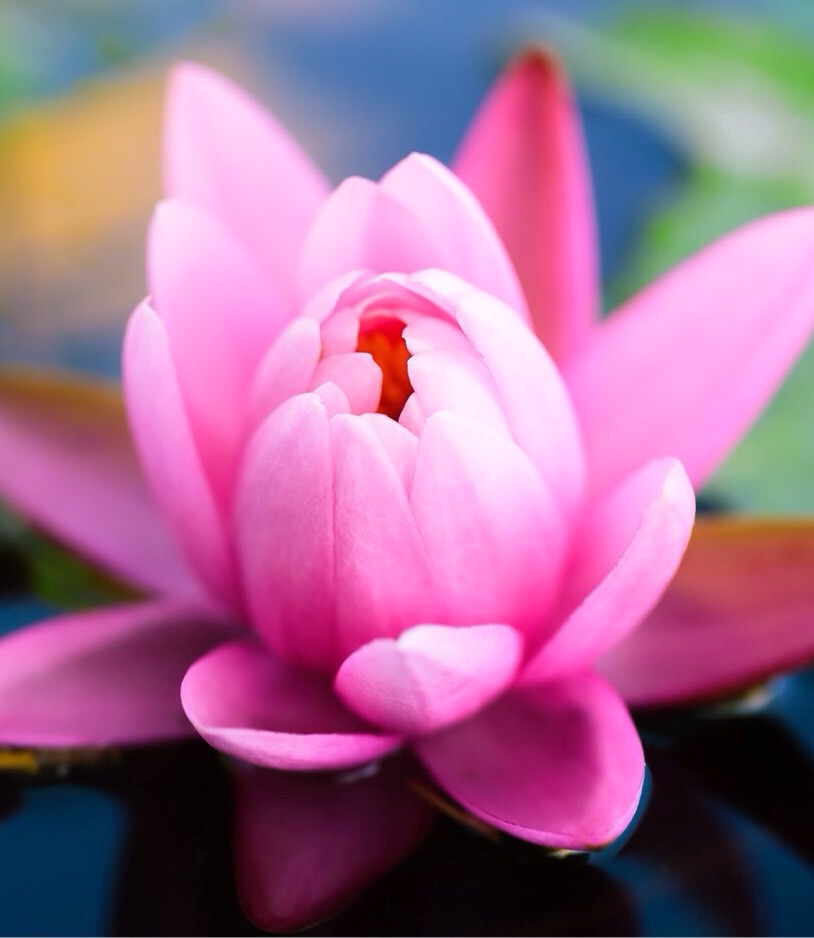 Flowers Flashcards | Memorang