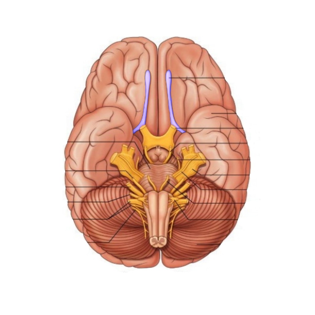 Nervos Cranianos - MED Flashcards | Memorang