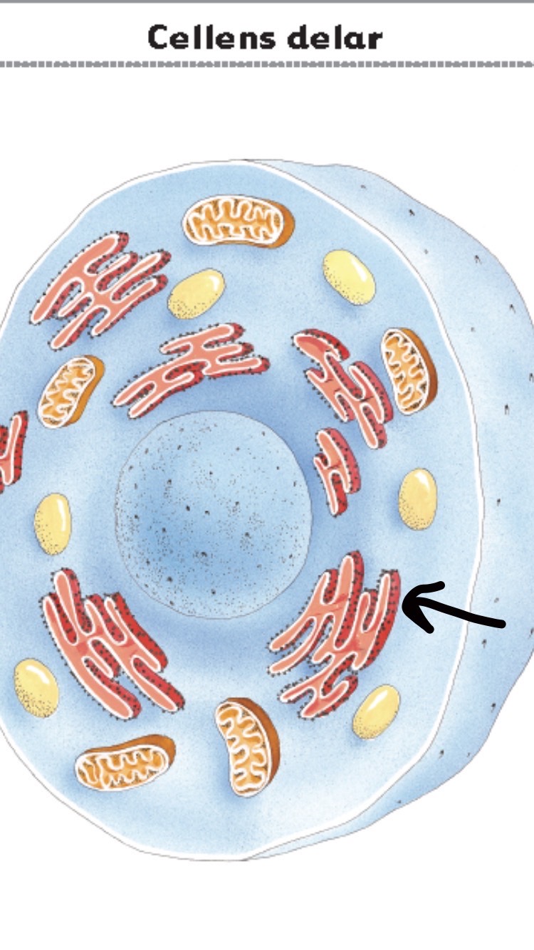 Cellens delar Flashcards | Memorang