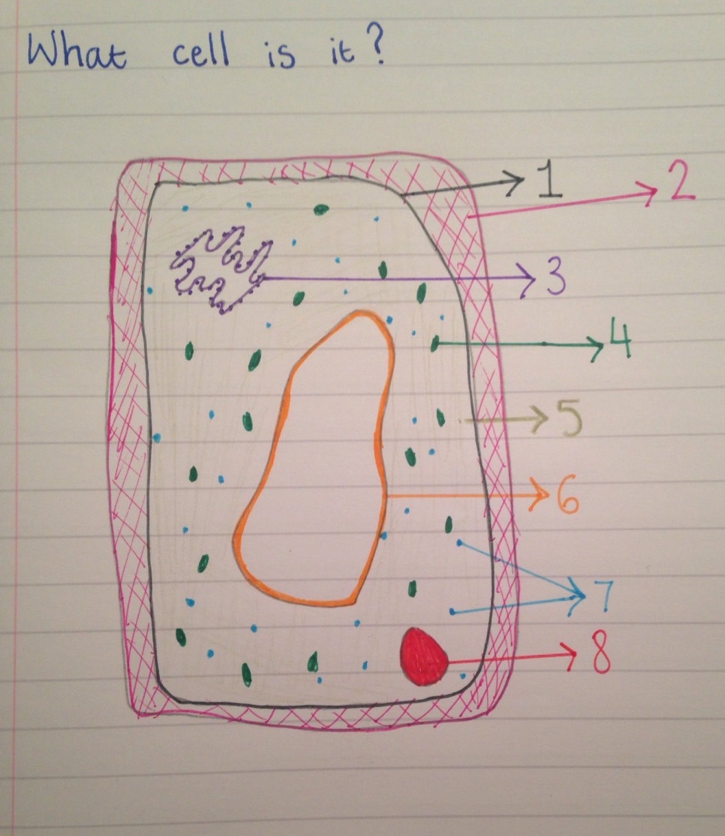Cell Activity - Unit 1 AQA GCSE Flashcards | Memorang