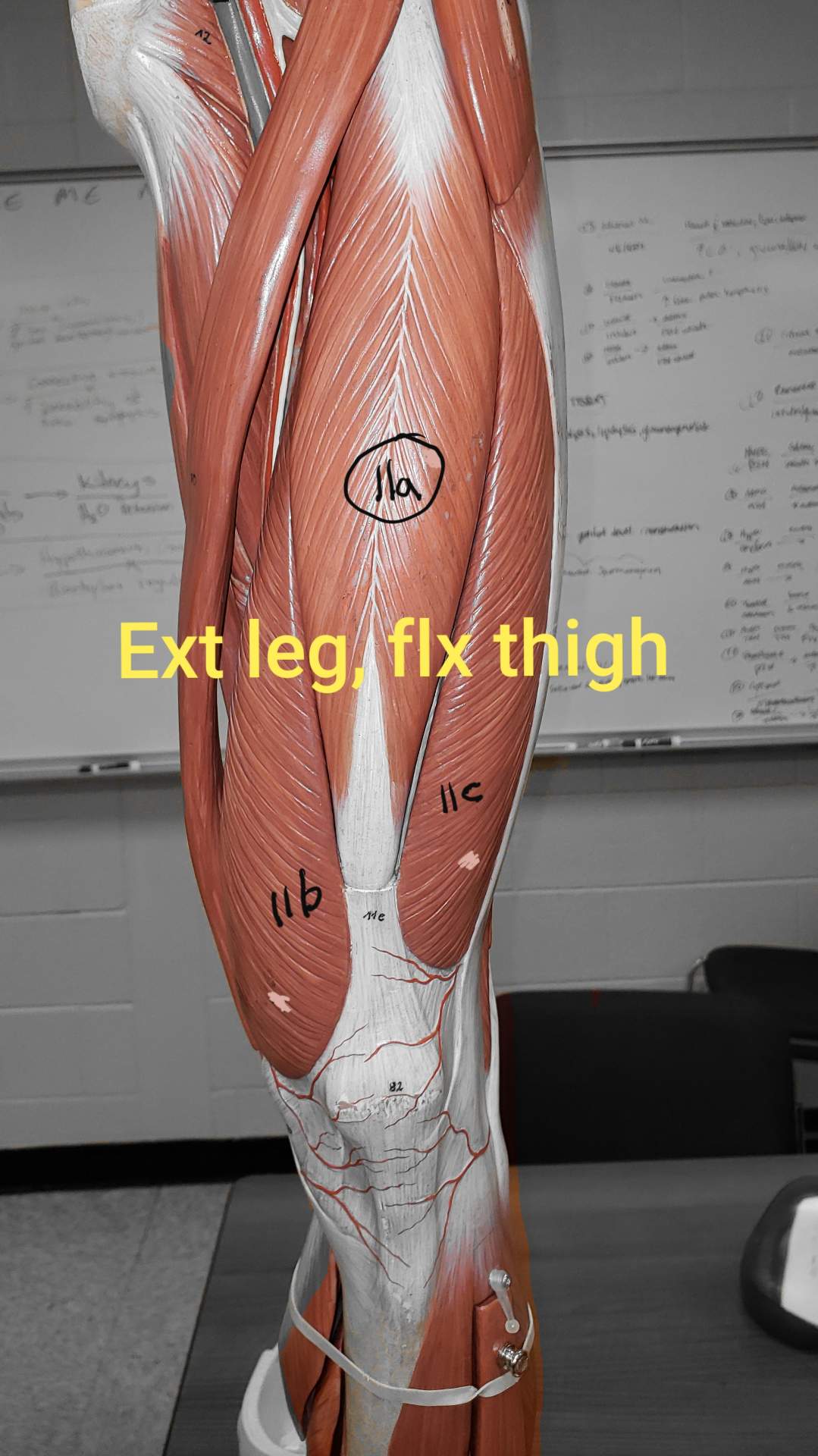 Thigh Flashcards | Memorang