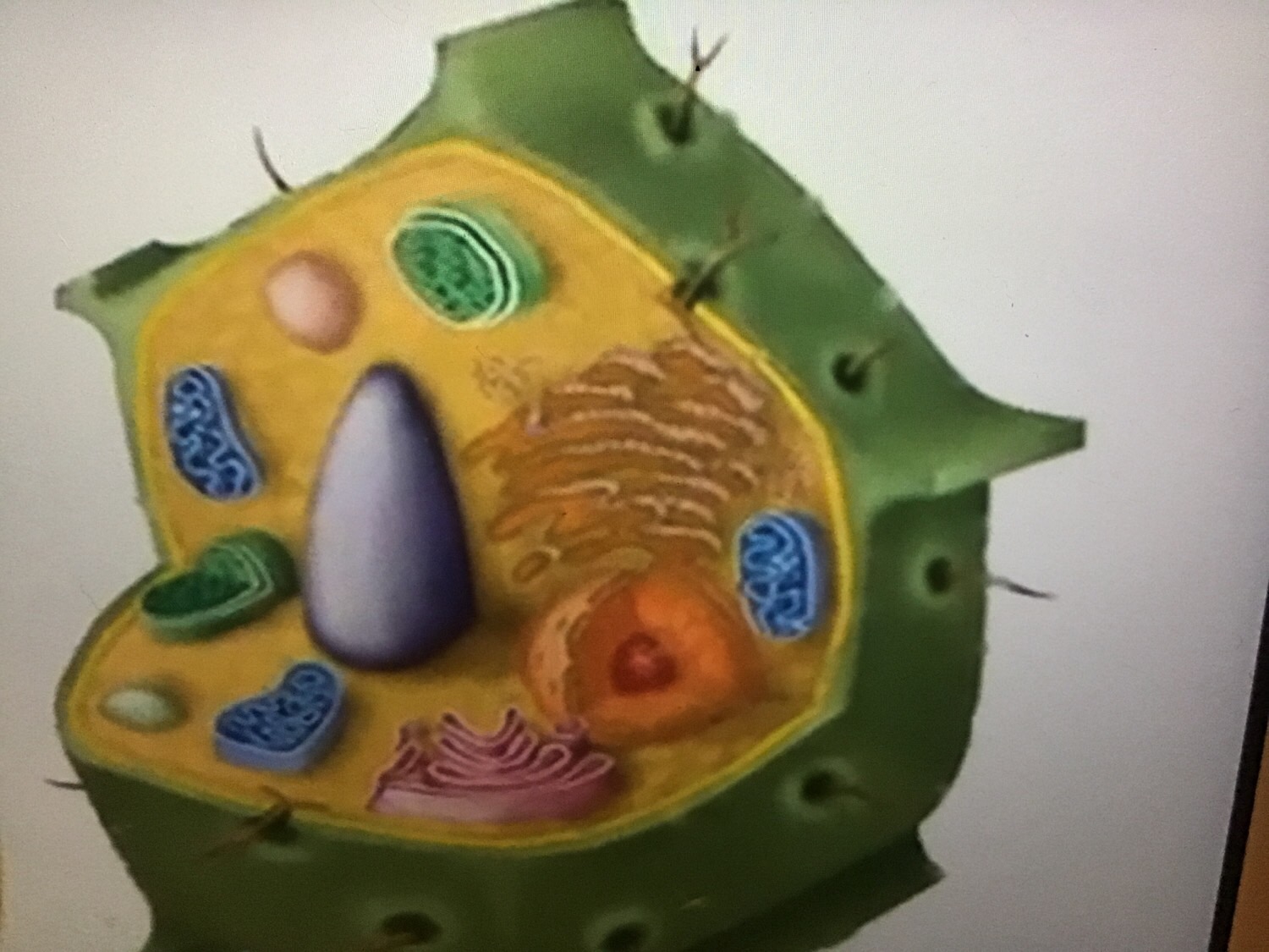 Cells-Organelles Flashcards | Memorang