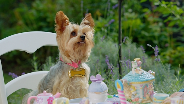 Pup Star Characters Flashcards | Memorang