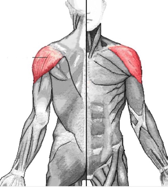 Muscle Groups Flashcards | Memorang