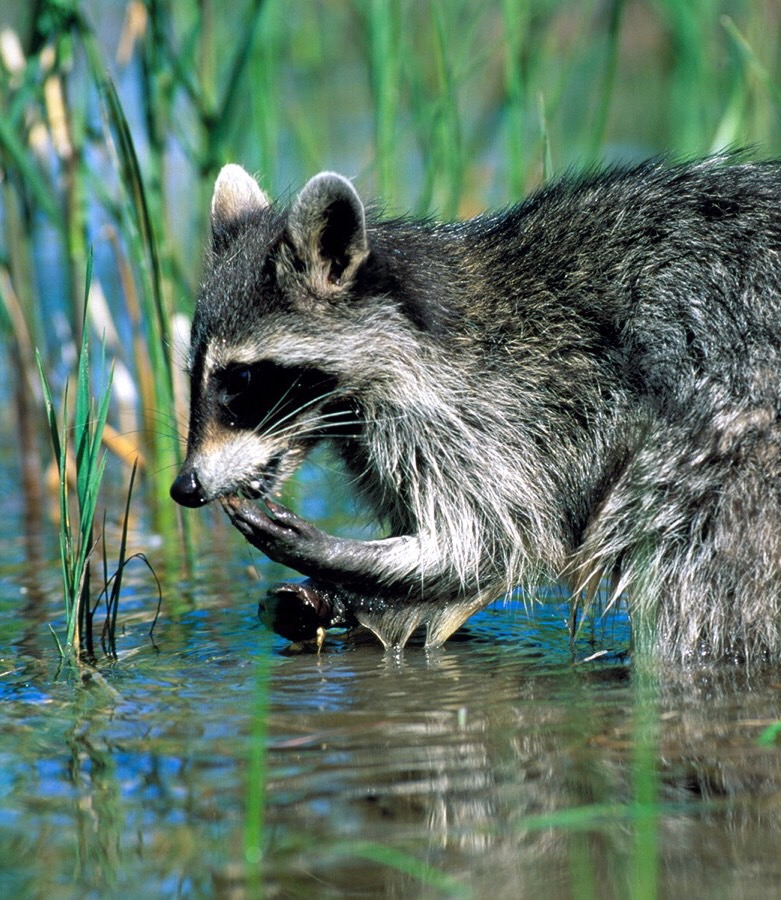 F.U.R.! Raccoon Edition Flashcards | Memorang