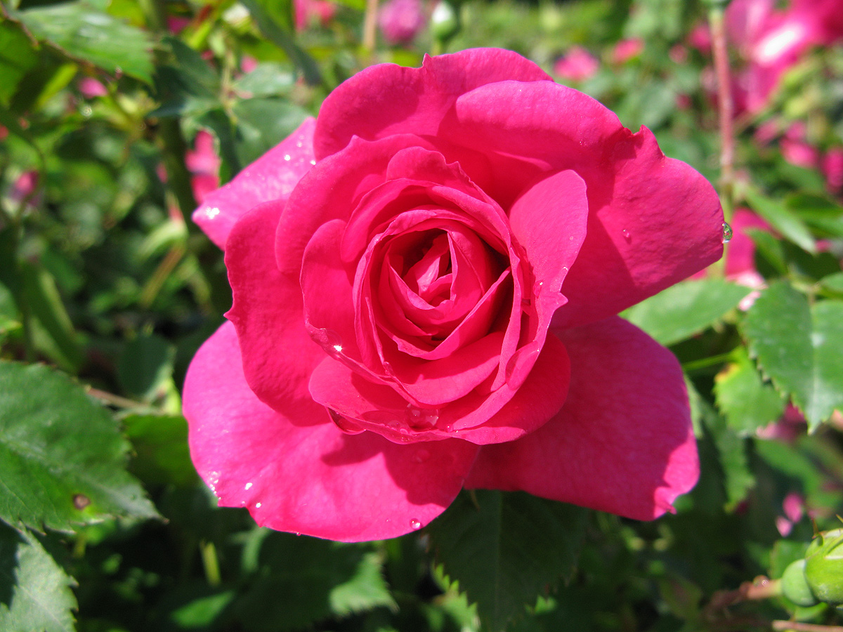 Types of flowers Flashcards | Memorang