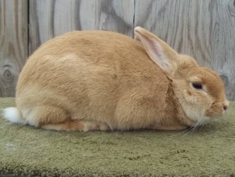 Rabbit Breeds Flashcards | Memorang