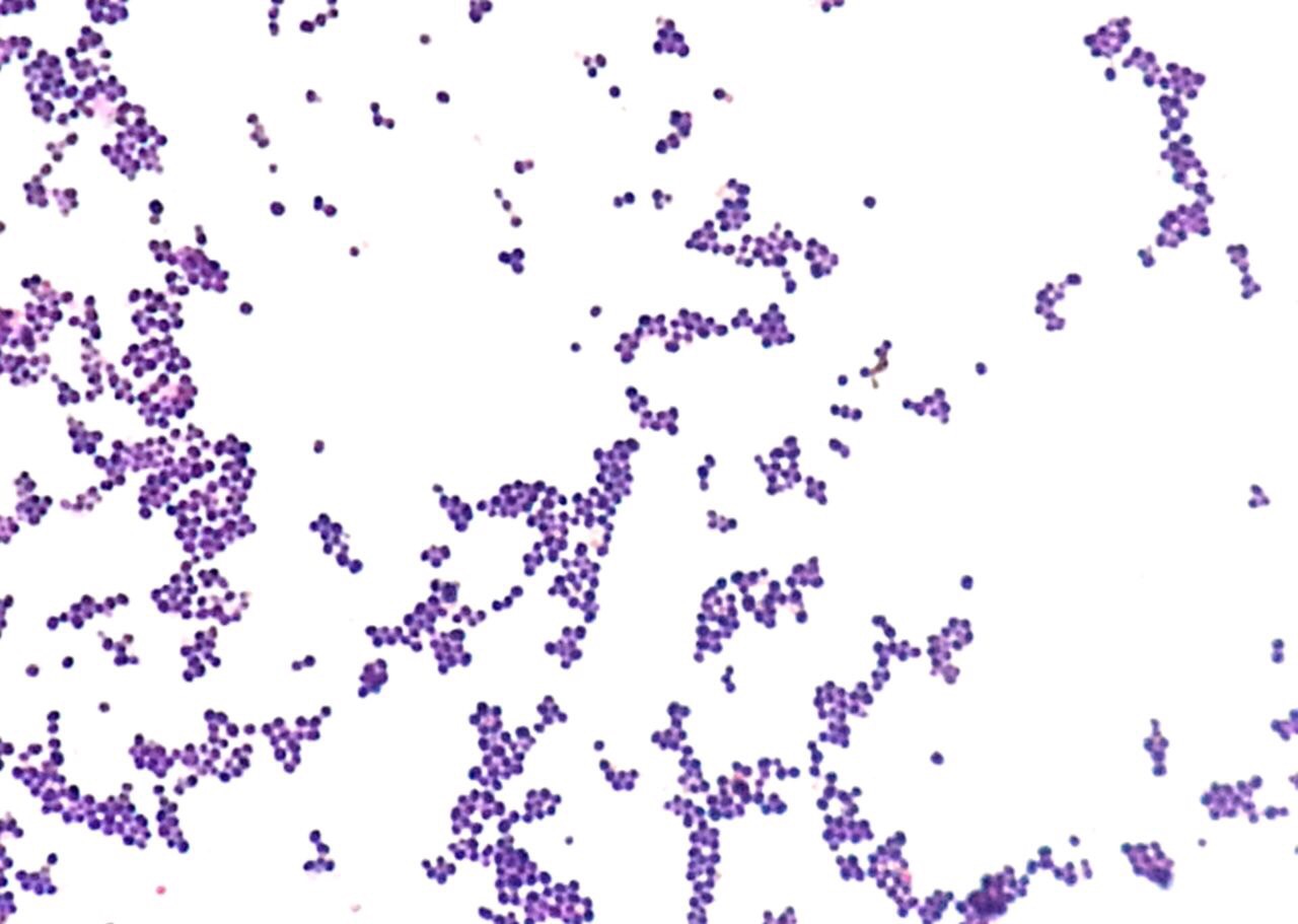 Medically Important Bacteria Flashcards | Memorang