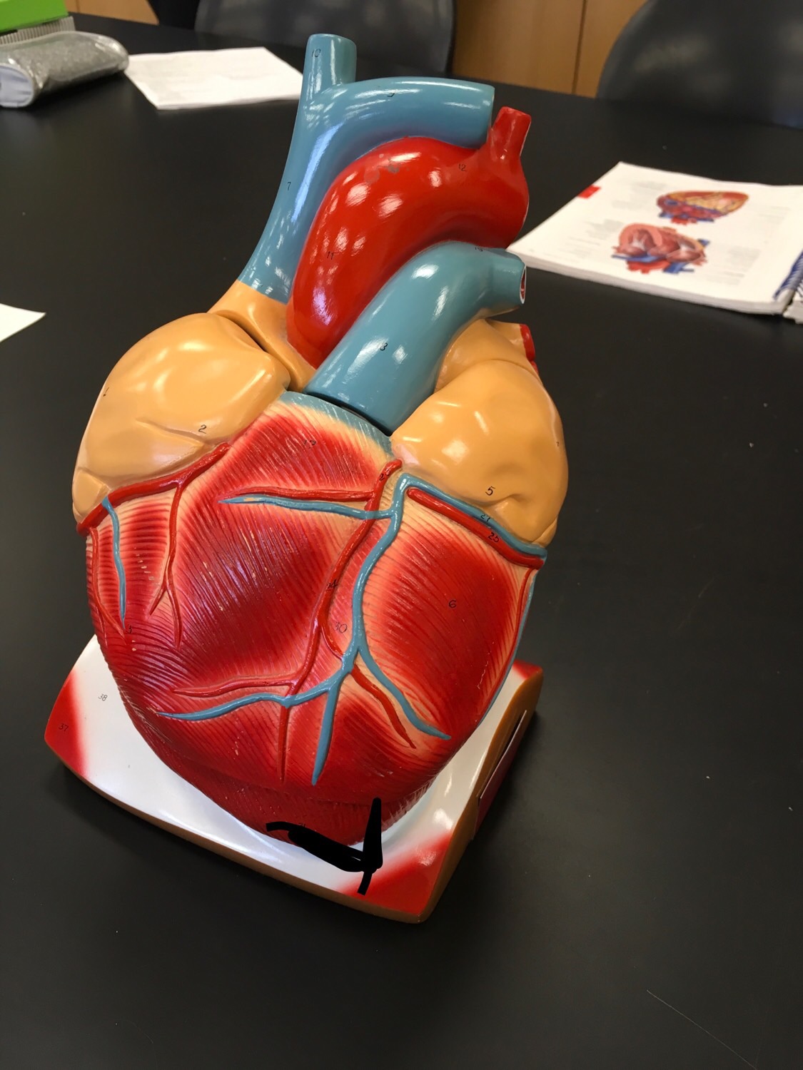 Parts of the heart Flashcards | Memorang