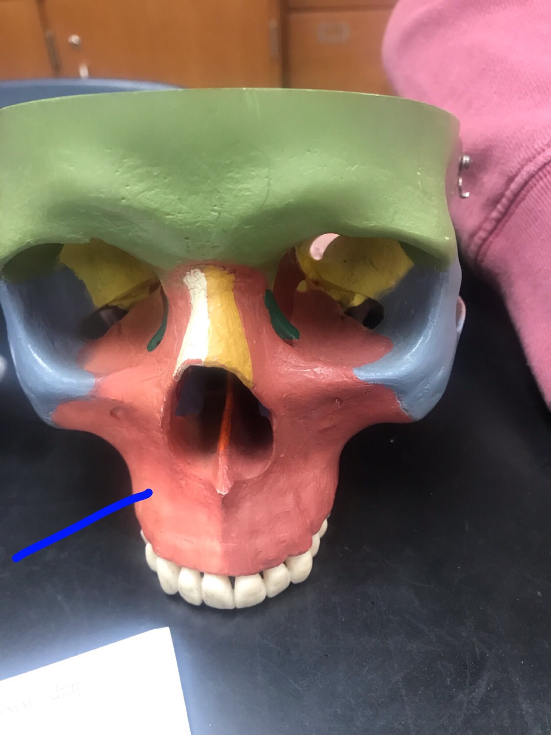 Anatomy skull Flashcards | Memorang