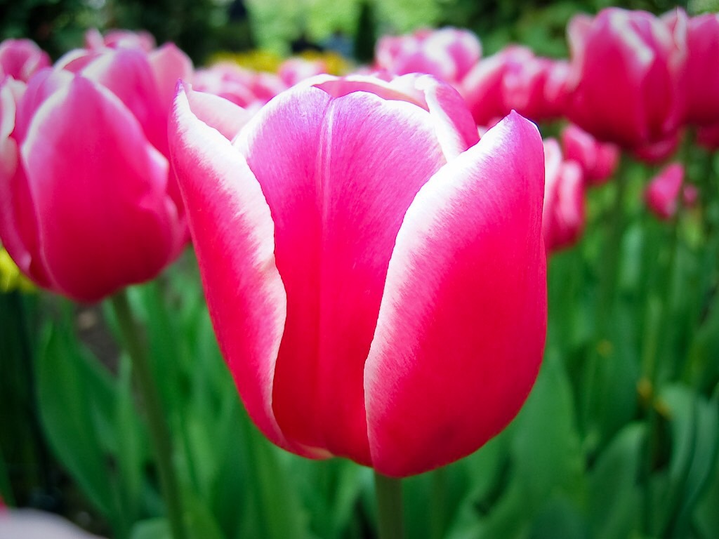 Flowers Flashcards | Memorang